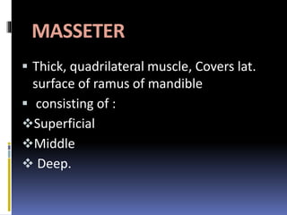 Muscles of mastication | PPTX