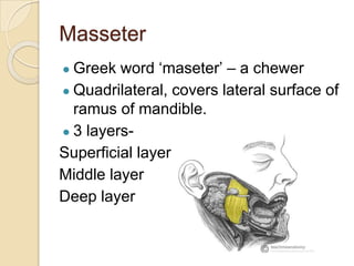 Muscles of mastication | PPTX