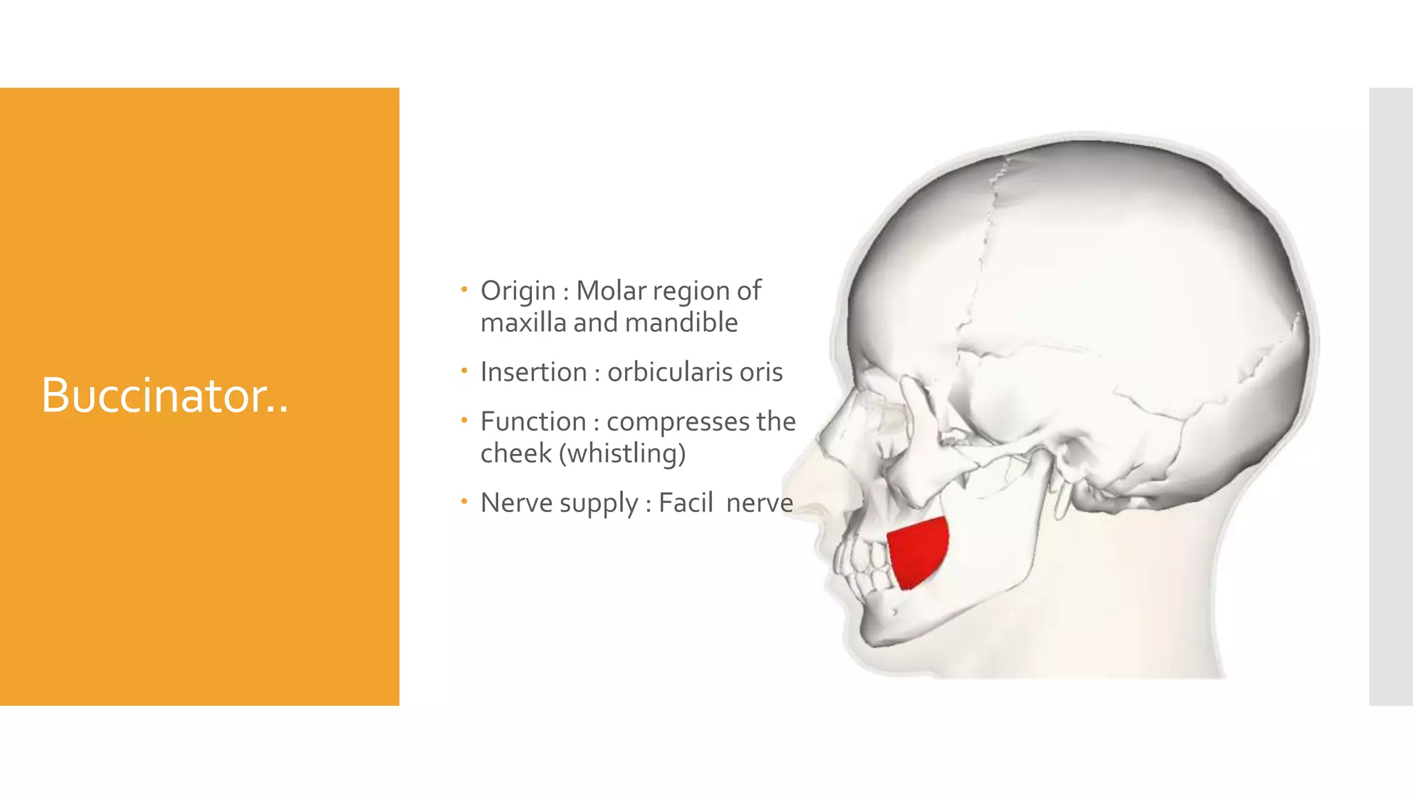 Muscles of mastication | PPT