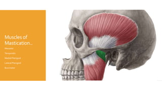 Muscles of mastication | PPT