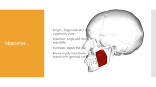 Muscles of mastication | PPT