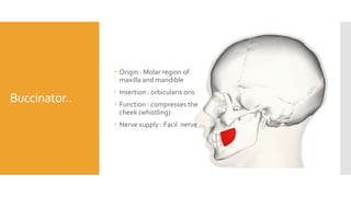 Muscles of mastication | PPT