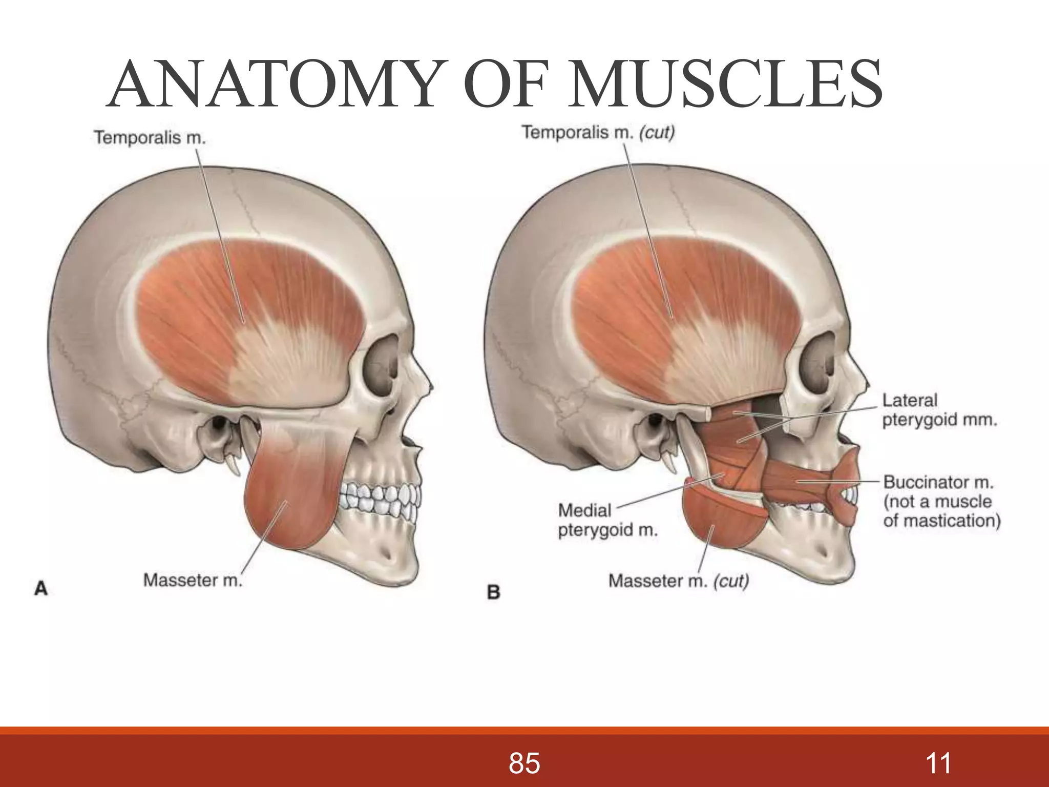 Muscles of mastication | PPTX