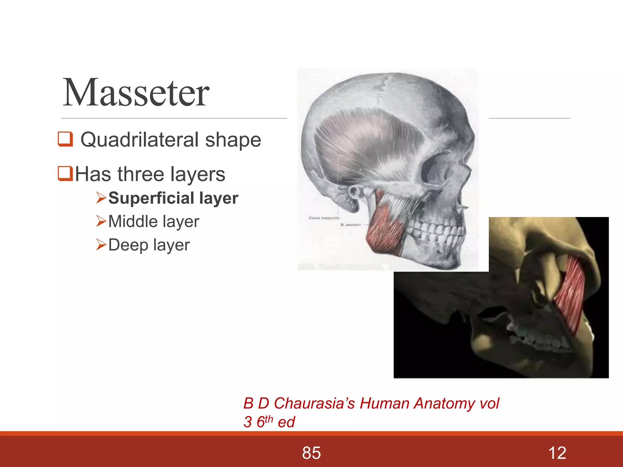 Muscles of mastication | PPTX
