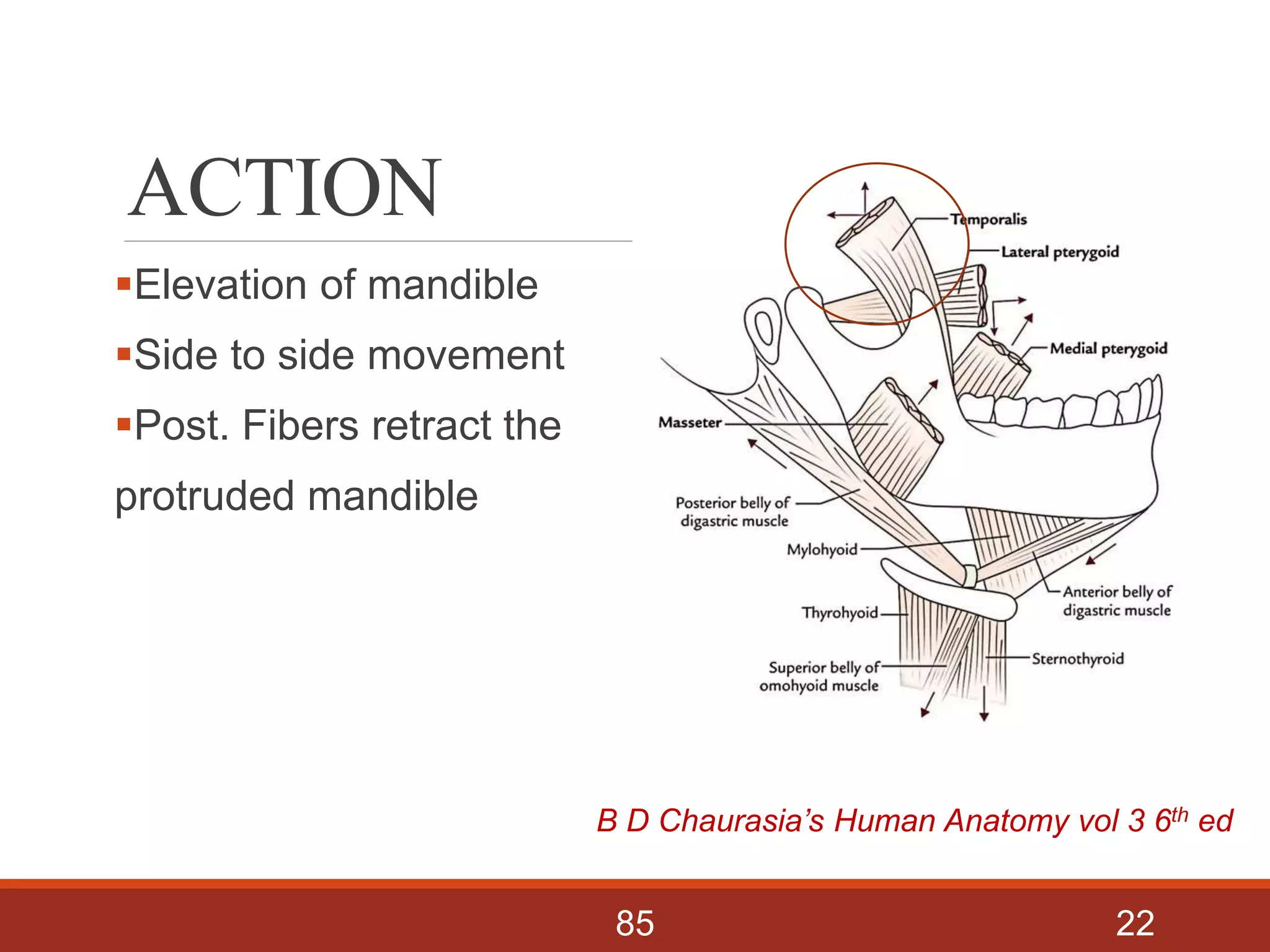 Muscles of mastication | PPTX