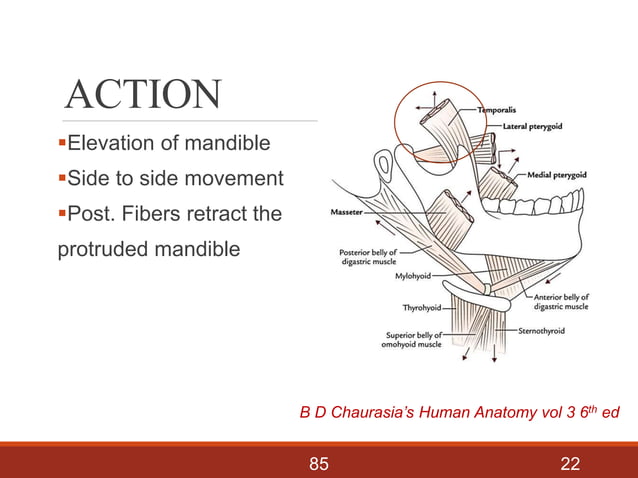 Muscles of mastication | PPTX | Dental Health | Diseases and Conditions