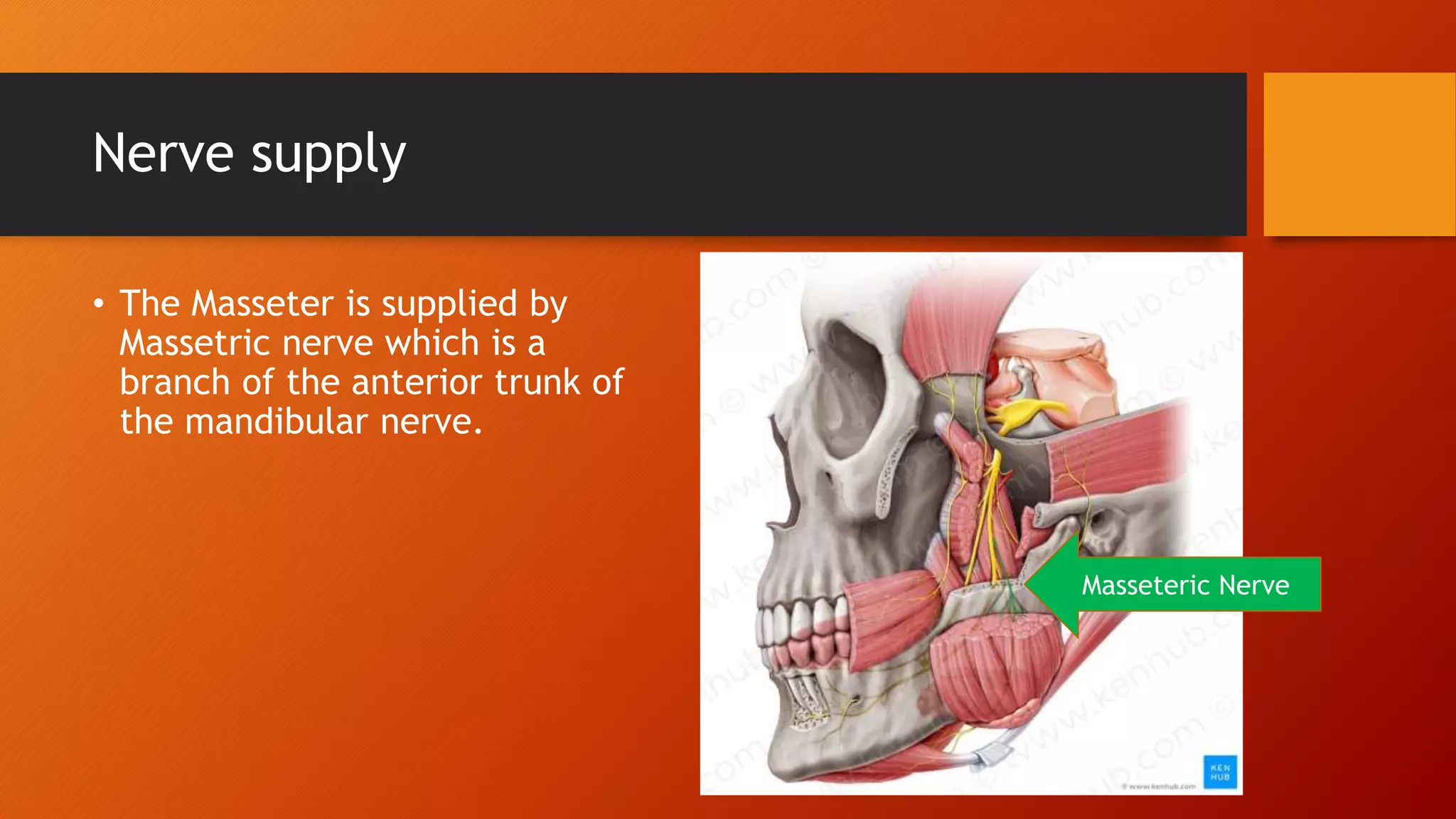 Muscles of mastication | PPTX