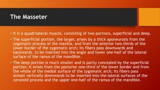 Muscles of mastication | PPTX
