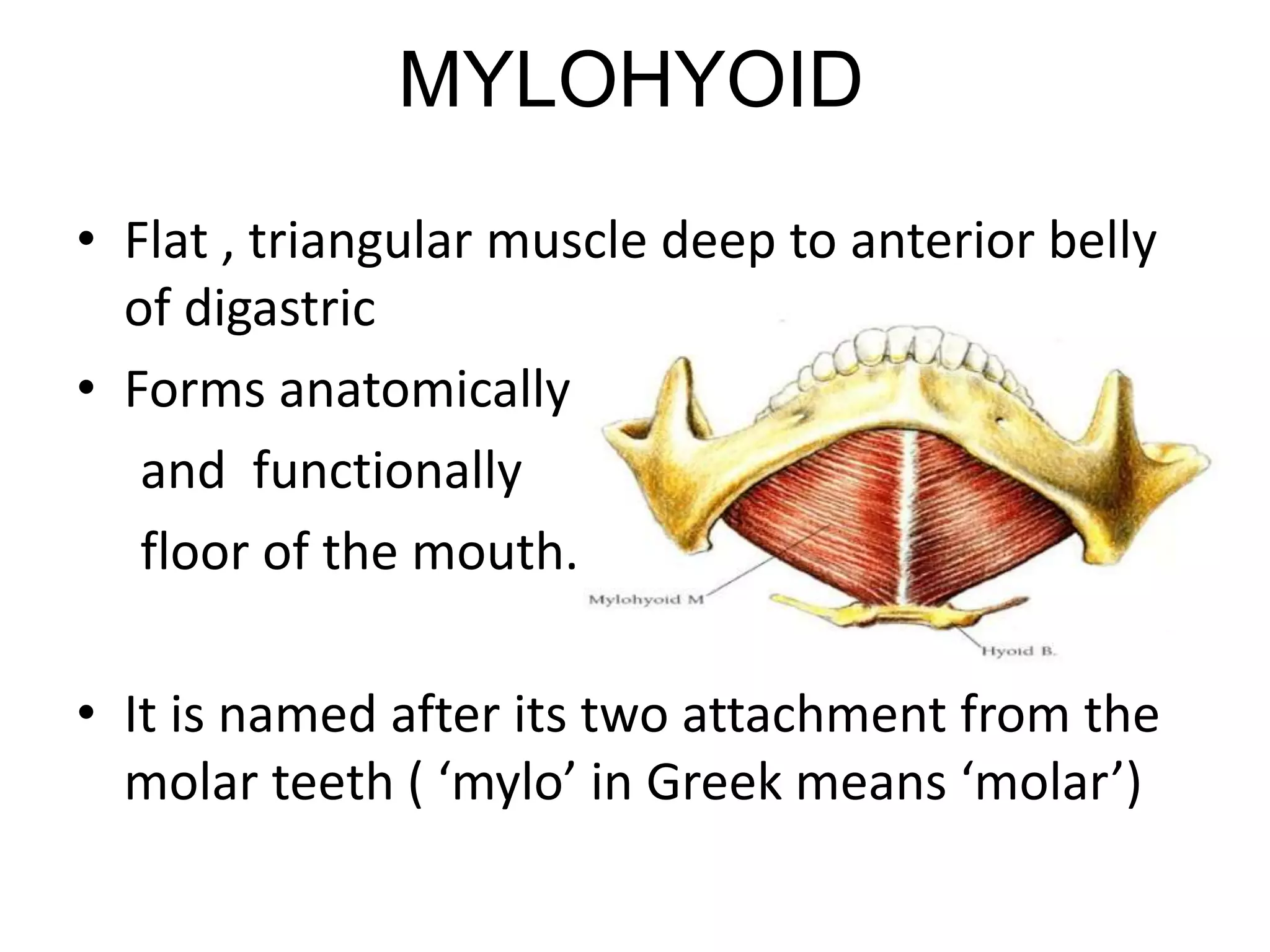 MUSCLES OF MASTICATION.pptx