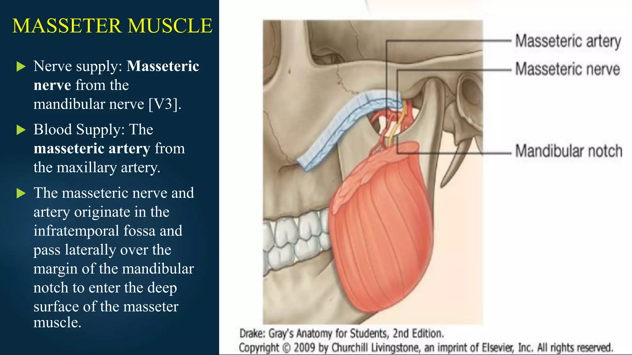Muscles of Mastication.pptx