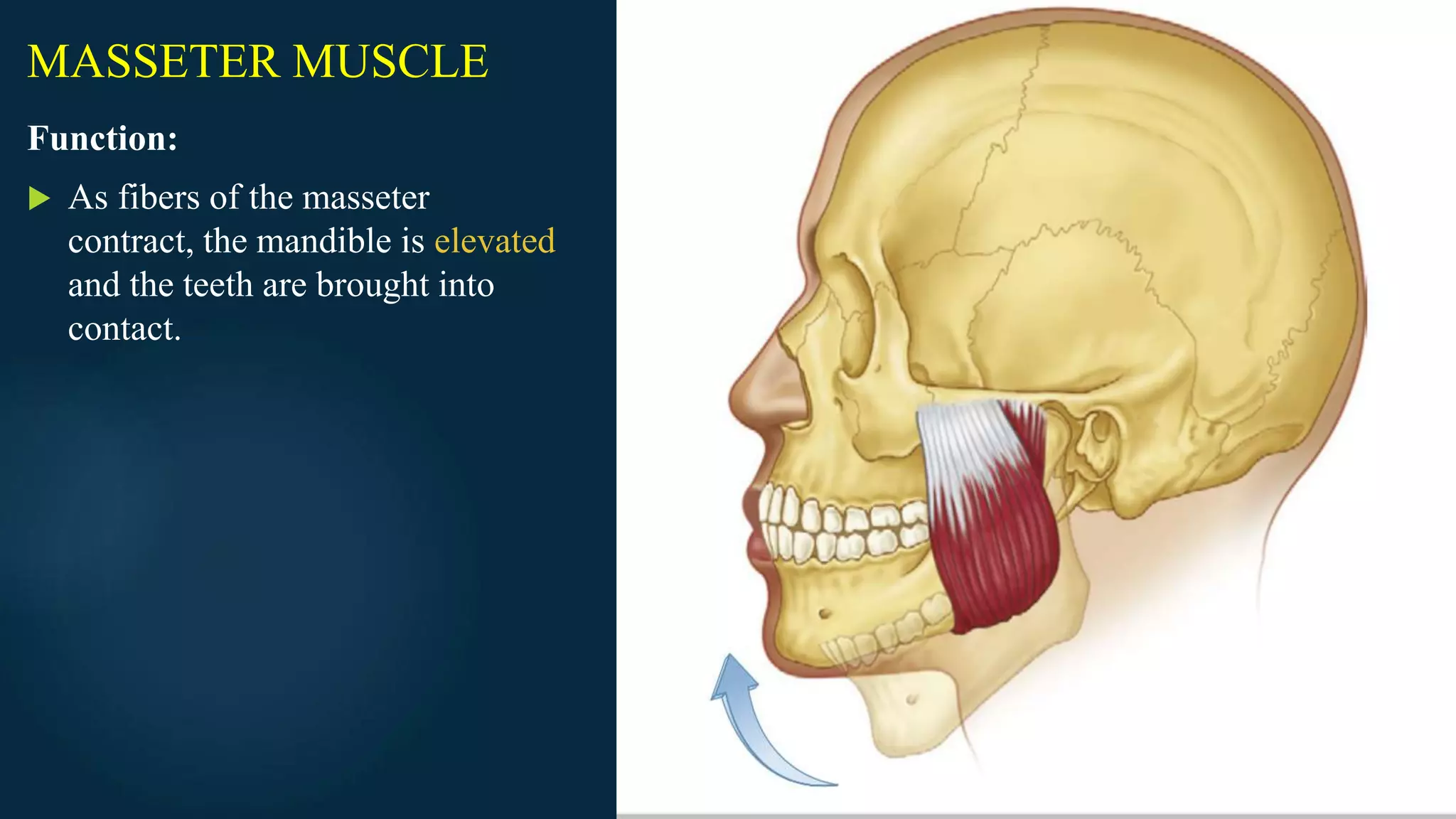 Muscles of Mastication.pptx