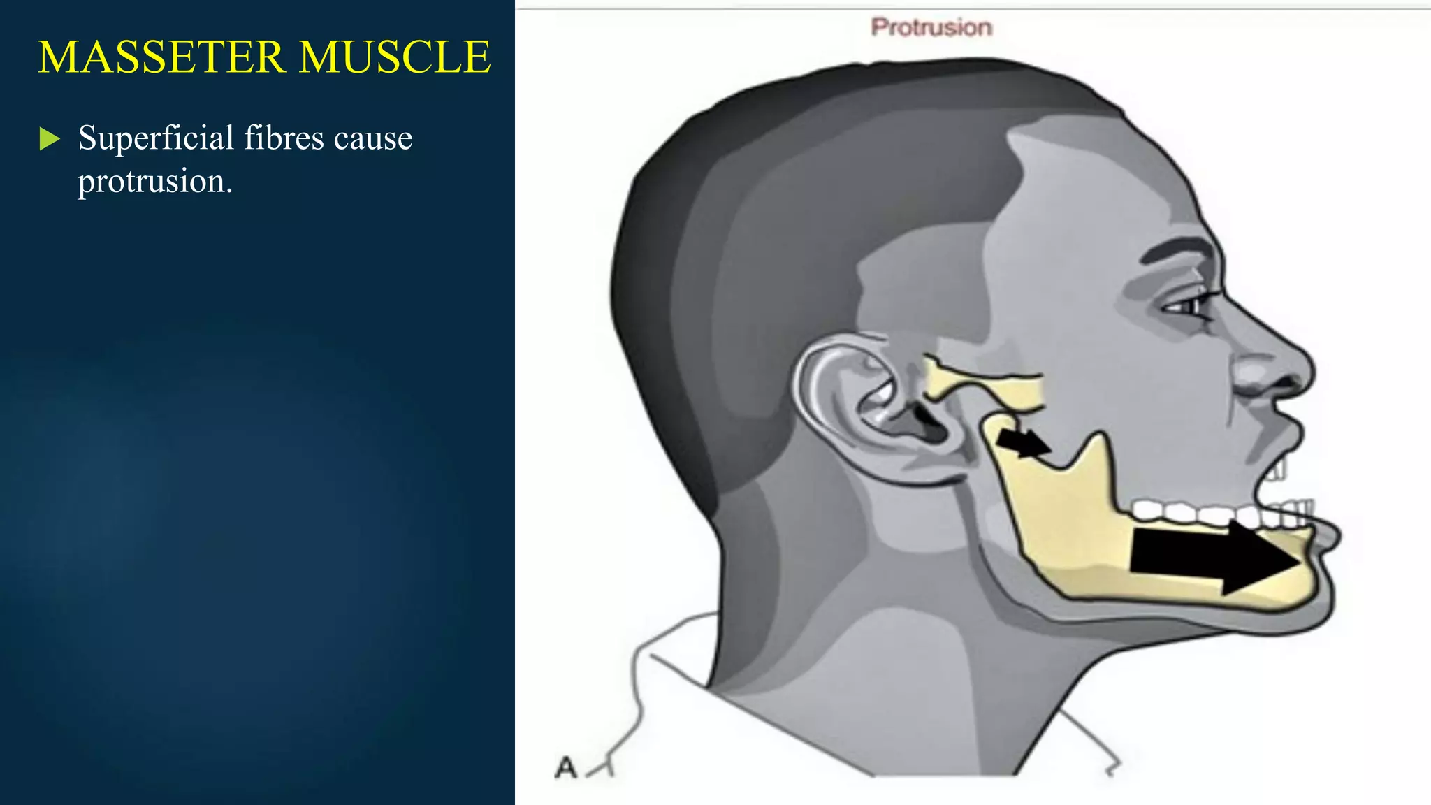 Muscles of Mastication.pptx
