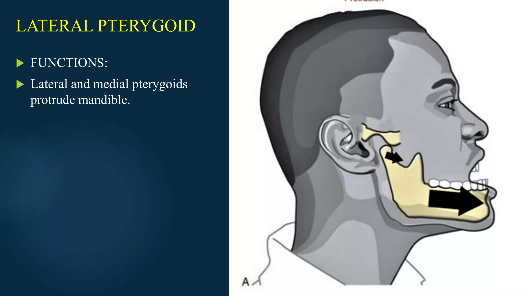 Muscles of Mastication.pptx
