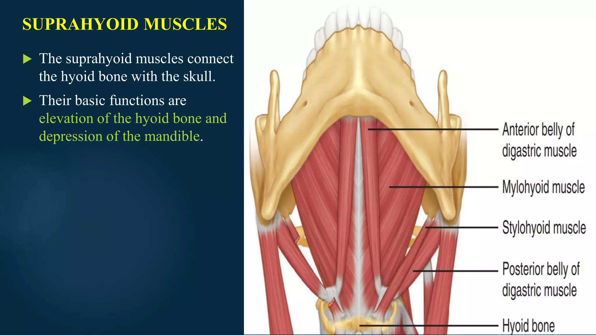 Muscles of Mastication.pptx
