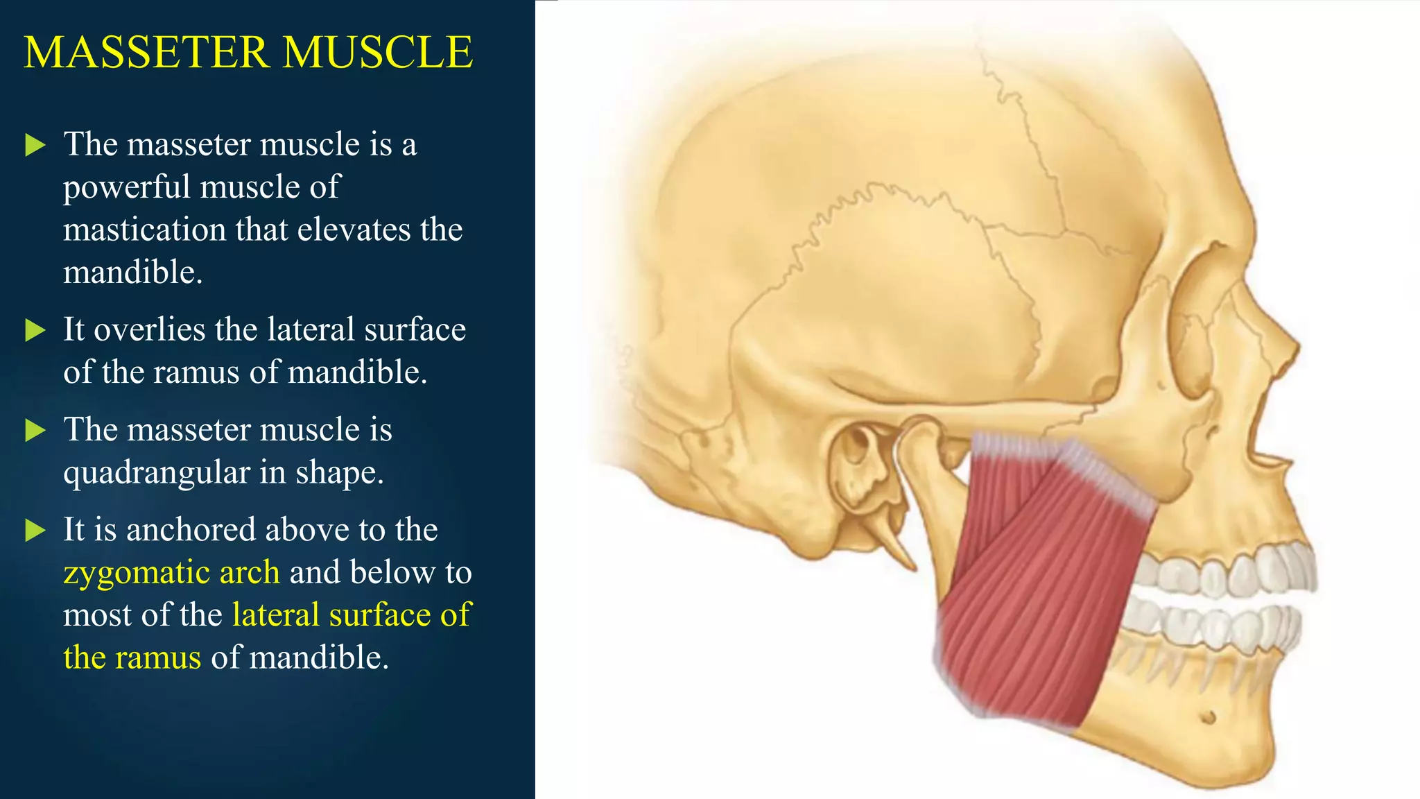 Muscles of Mastication.pptx