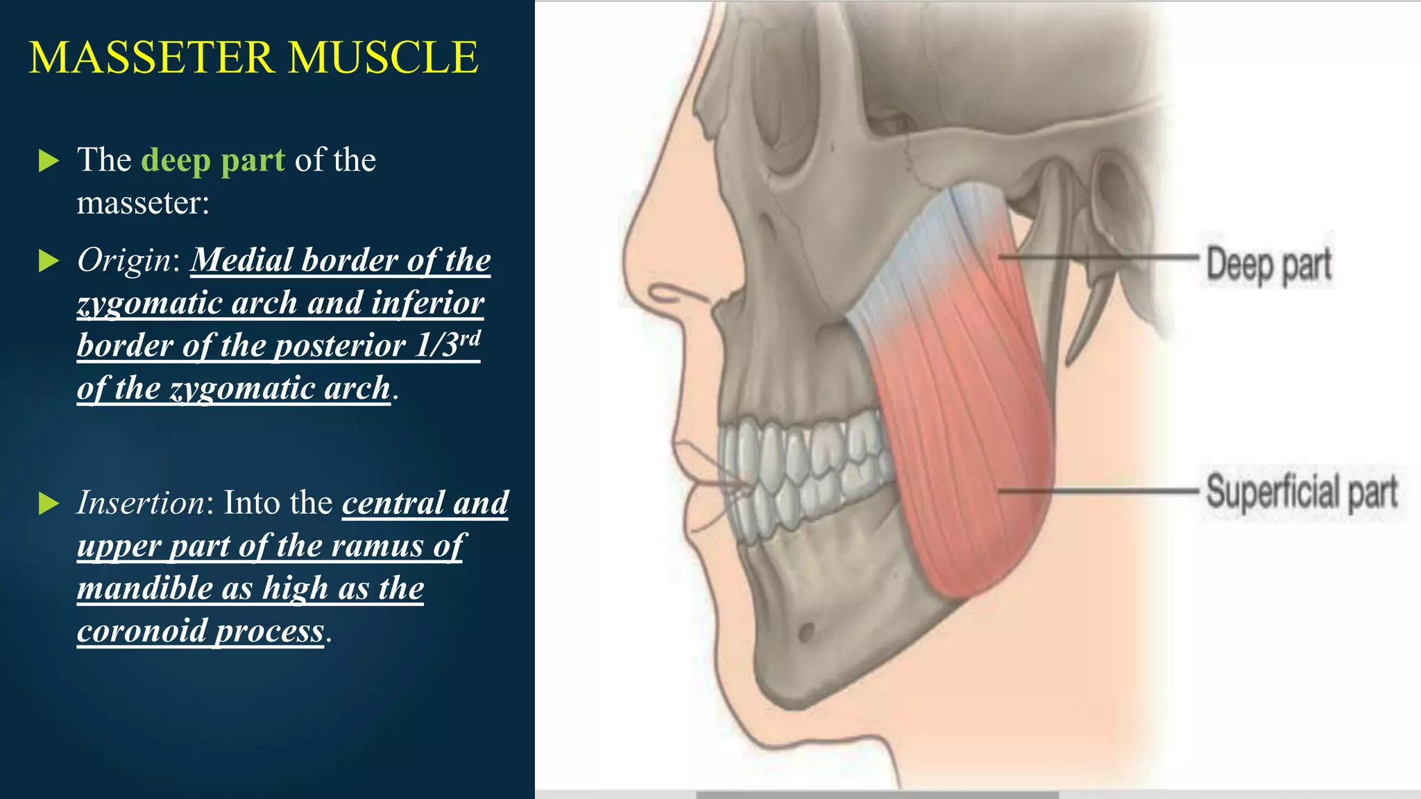 Muscles of Mastication.pptx