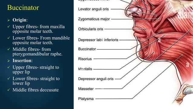 Muscles of Mastication.pptx