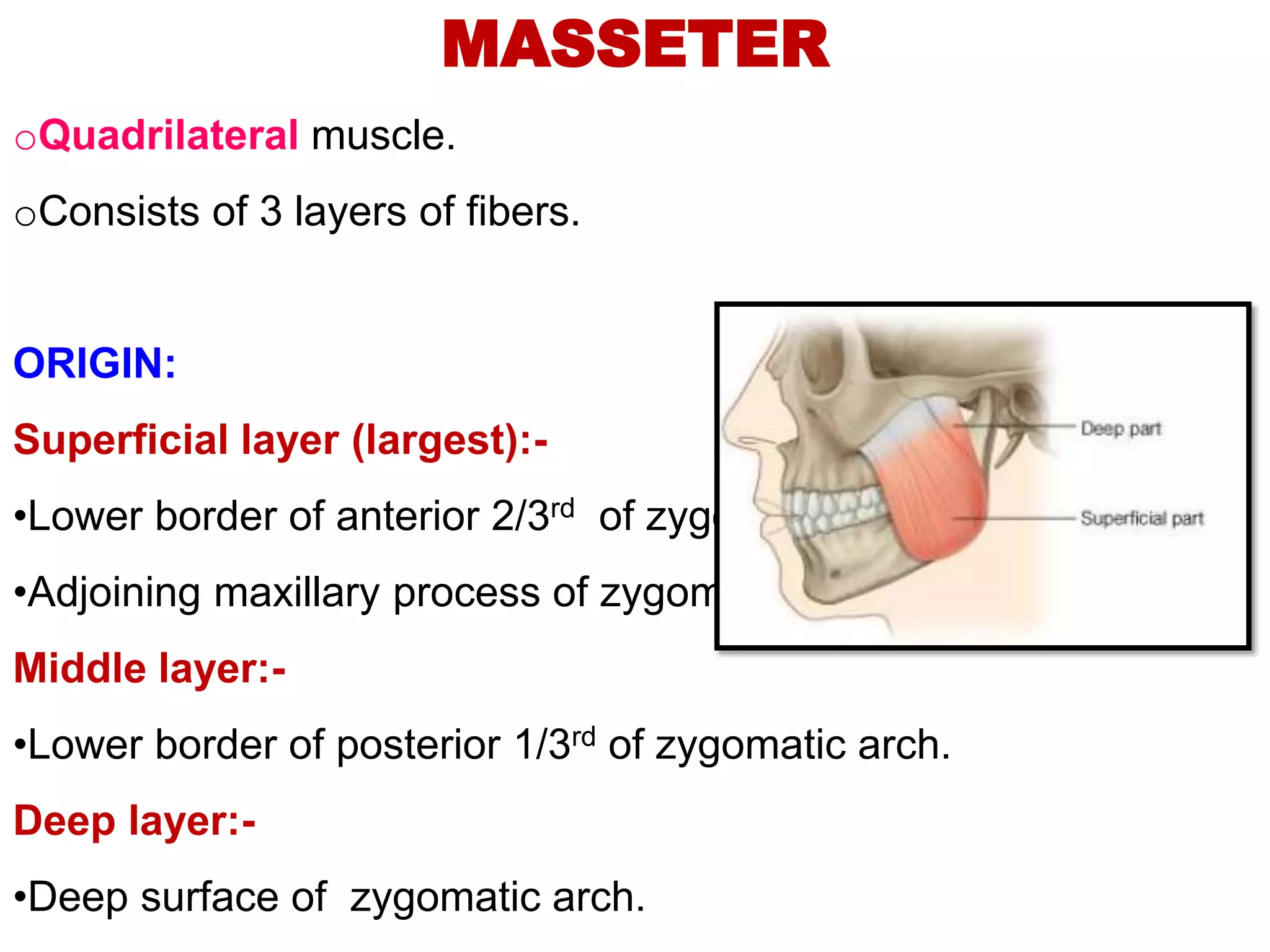 muscles_of_mastication.pptx