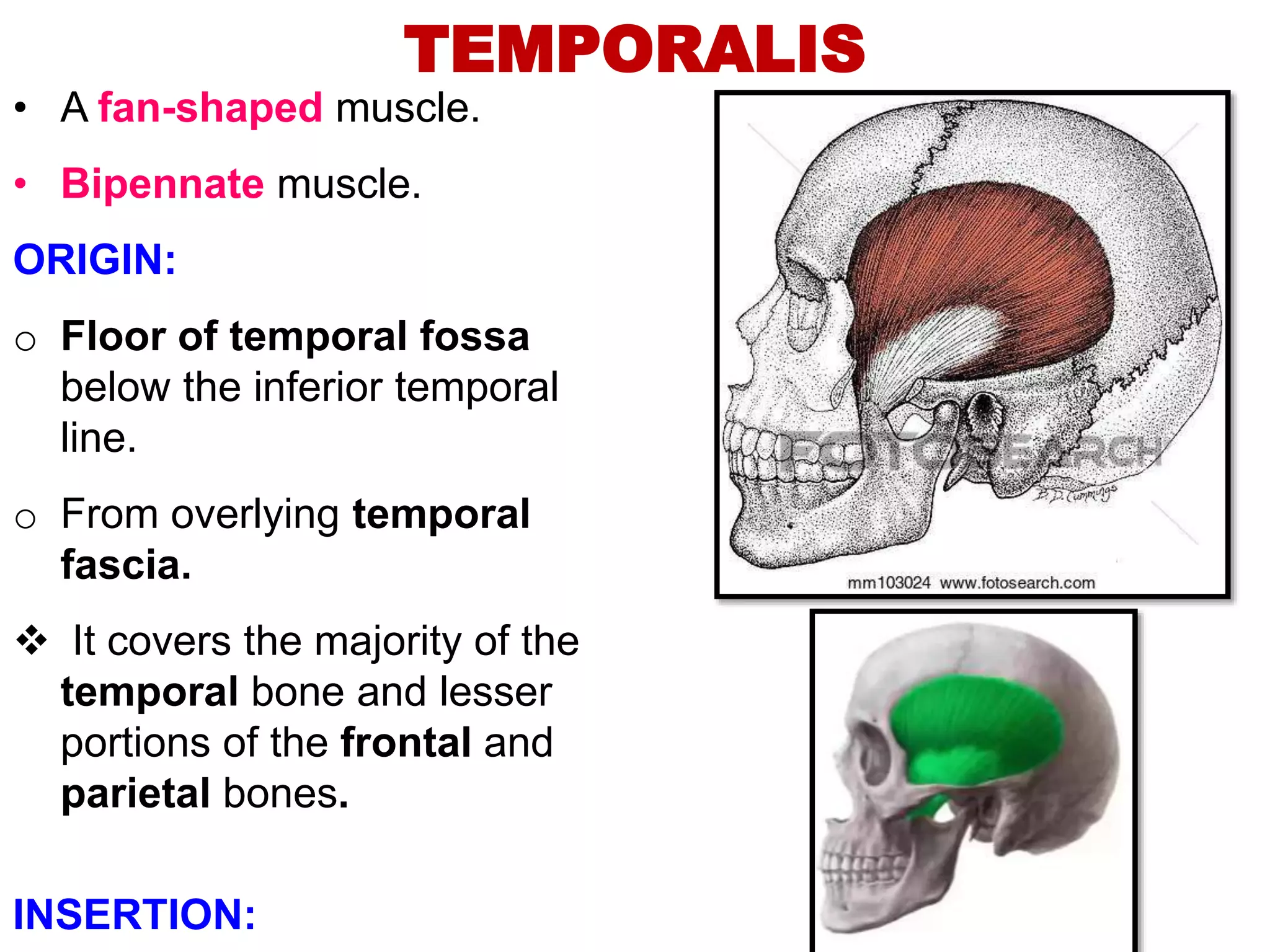 muscles_of_mastication.pptx