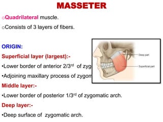 muscles_of_mastication.pptx