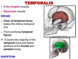 muscles_of_mastication.pptx