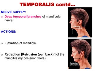 muscles_of_mastication.pptx