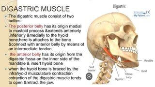 MUSCLES OF MASTICATION.pptx