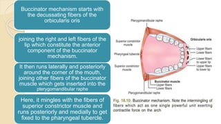 MUSCLES OF MASTICATION.pptx