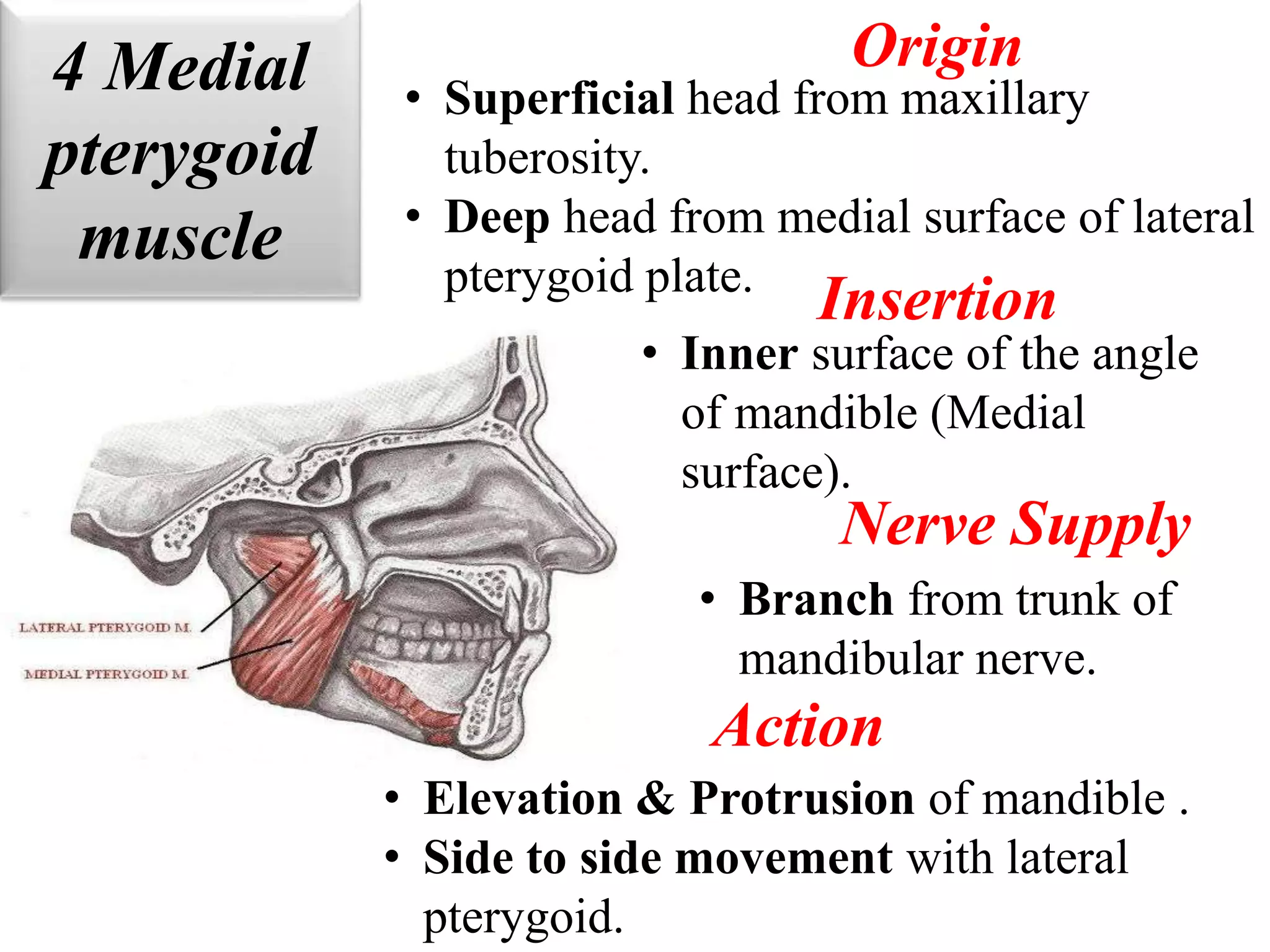 Muscles of mastication.pptx