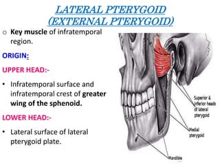 Muscles_of_mastication.pptx