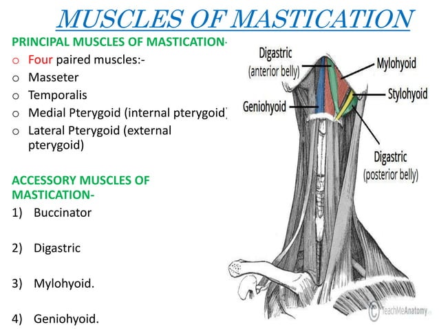 Muscles_of_mastication.pptx