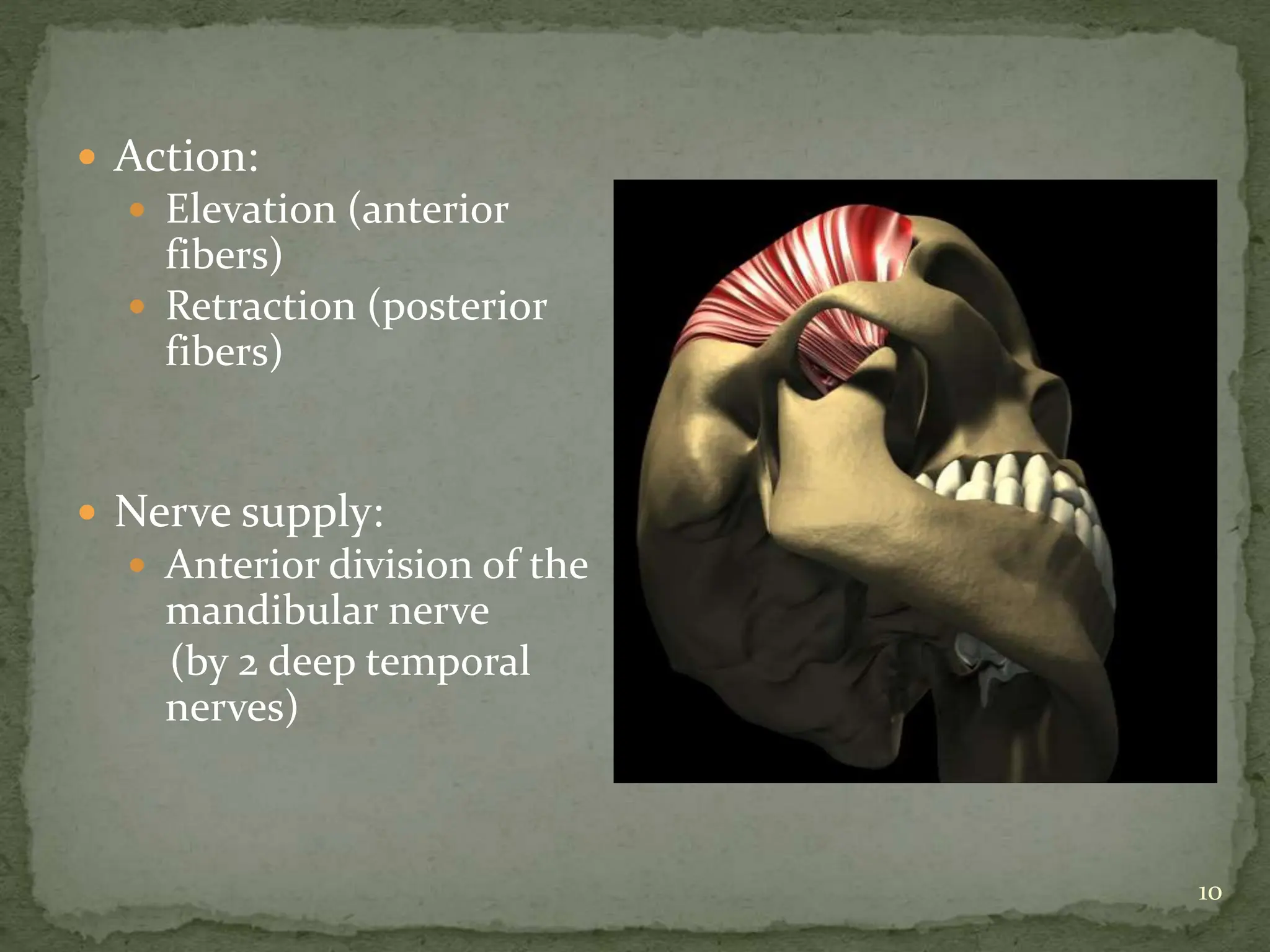 Muscles of Mastication.pptx