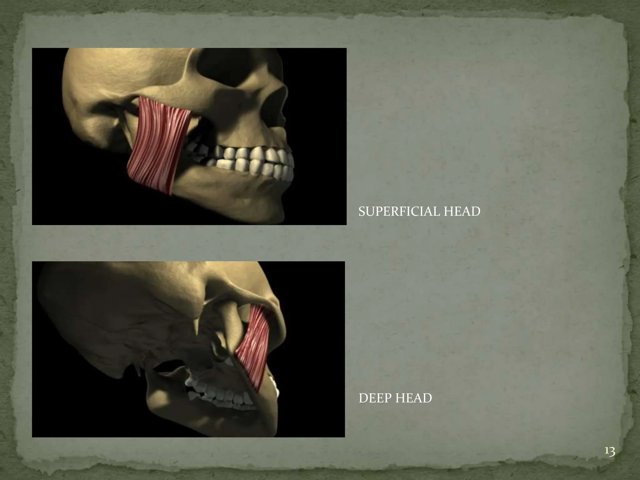 Muscles of Mastication.pptx