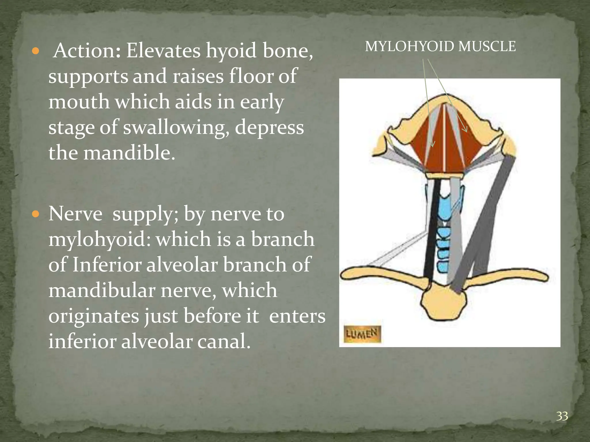 Muscles of Mastication.pptx