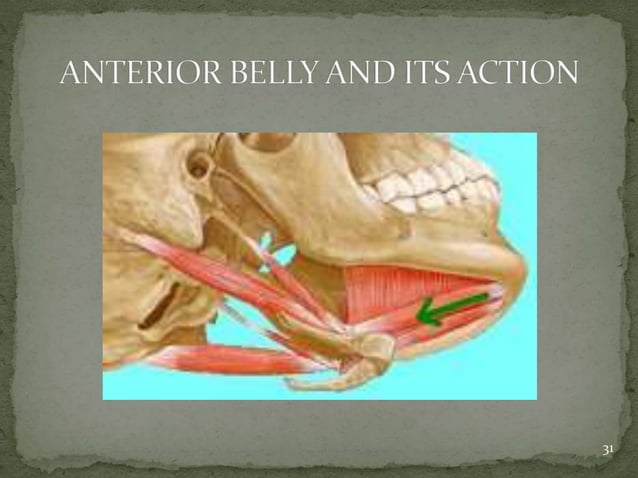 Muscles of Mastication.pptx