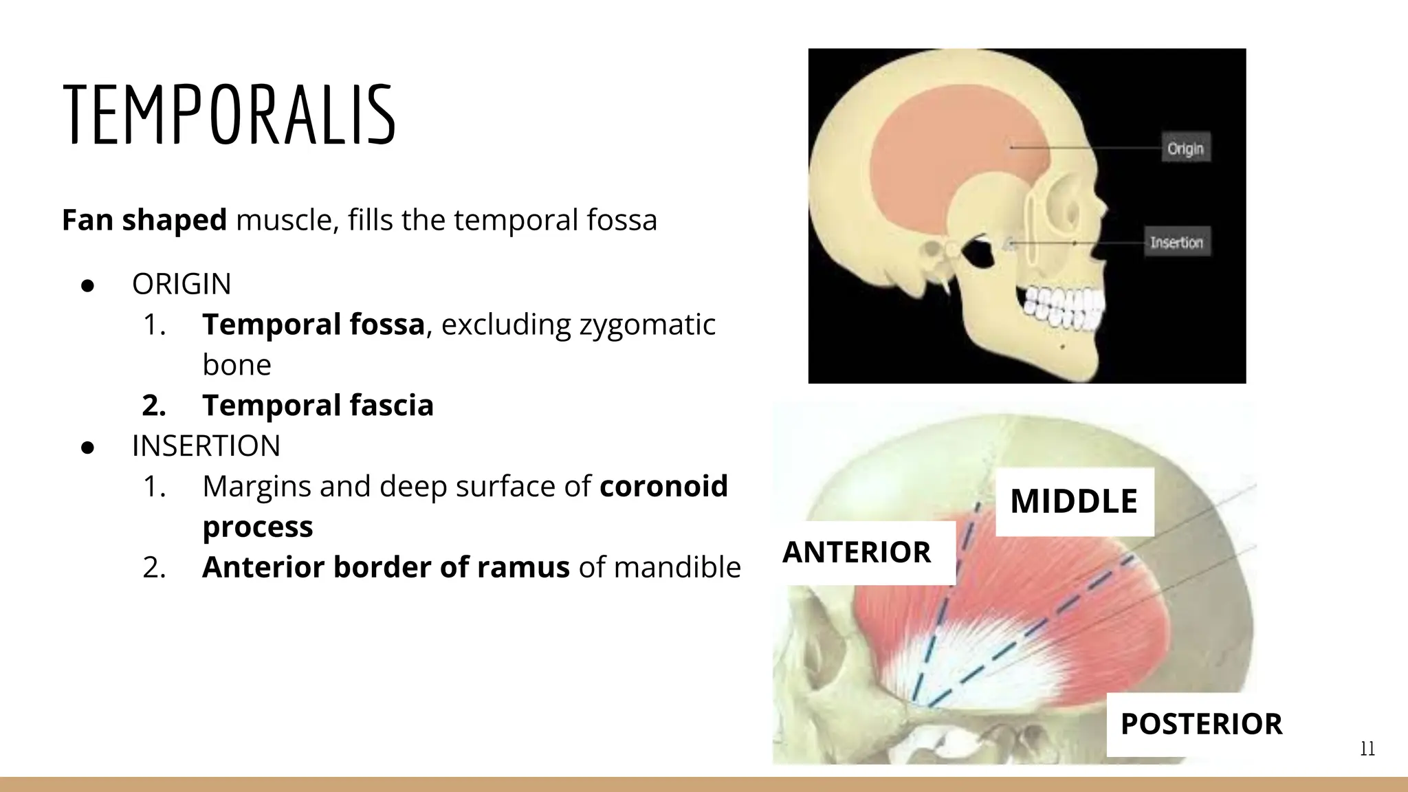 Primary and Accessory Muscles of Mastication | PDF