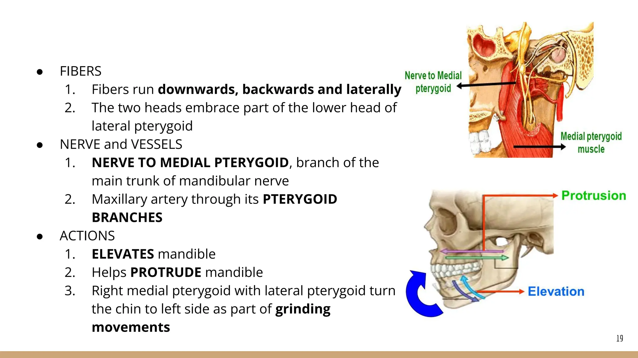 Primary and Accessory Muscles of Mastication | PDF