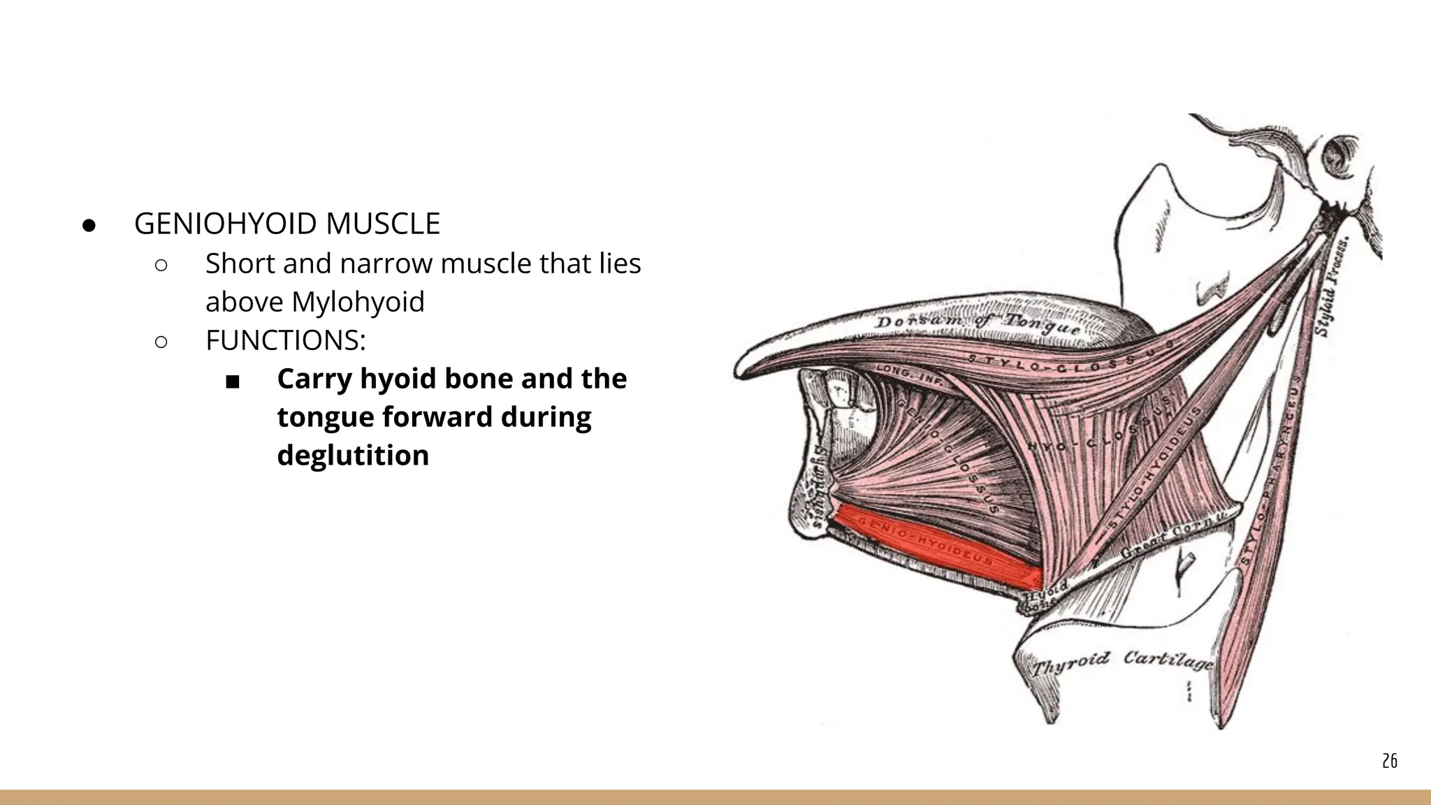 Primary and Accessory Muscles of Mastication | PDF