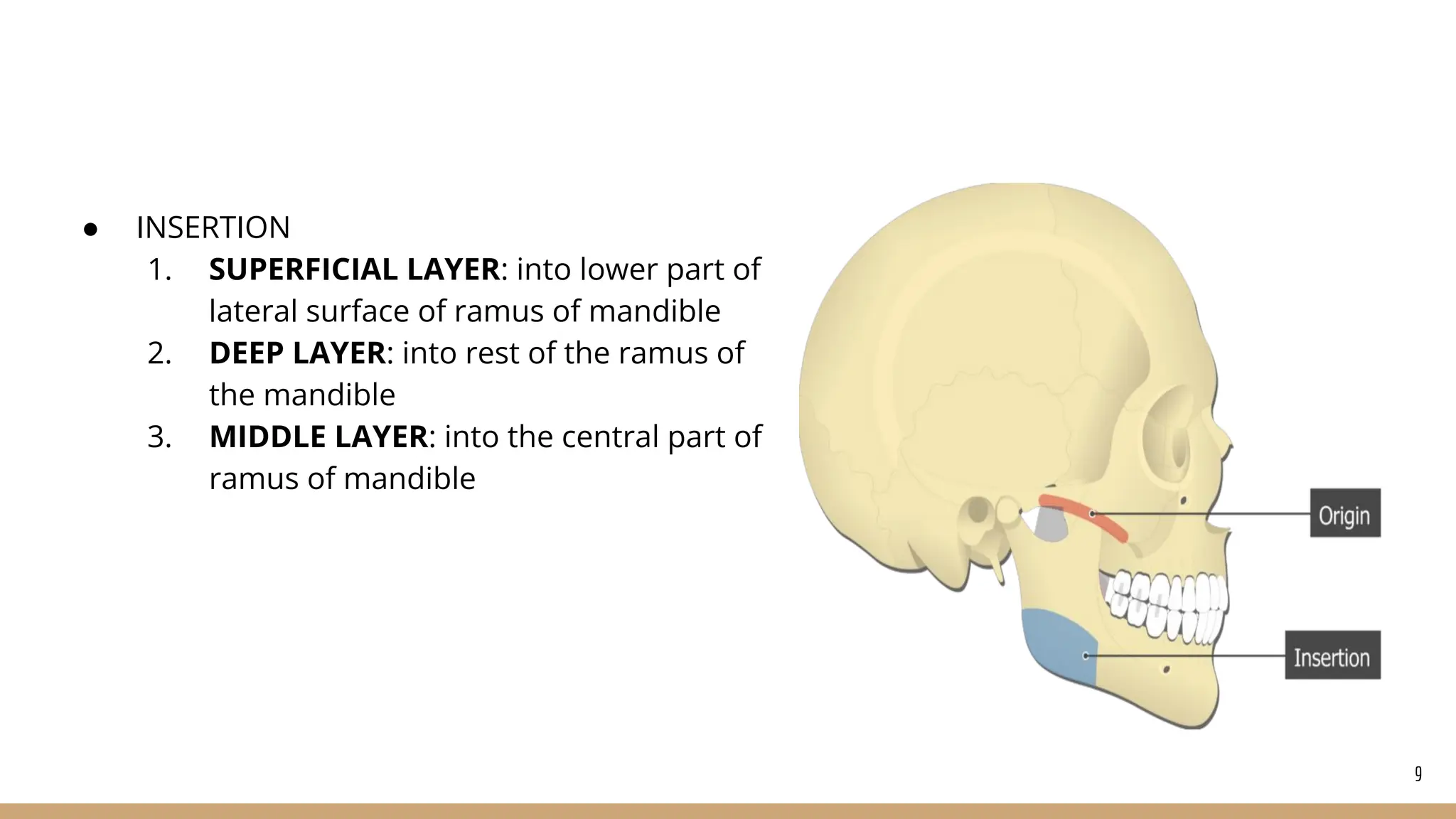 Primary and Accessory Muscles of Mastication | PDF