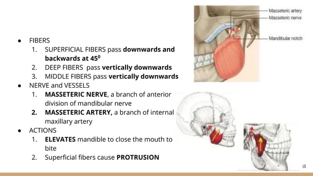 Primary and Accessory Muscles of Mastication | PDF
