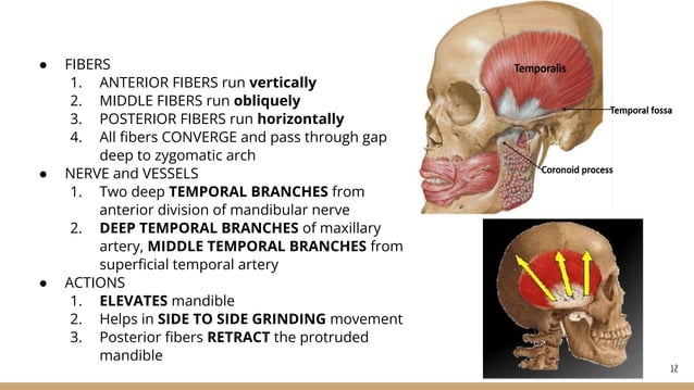Primary and Accessory Muscles of Mastication | PDF