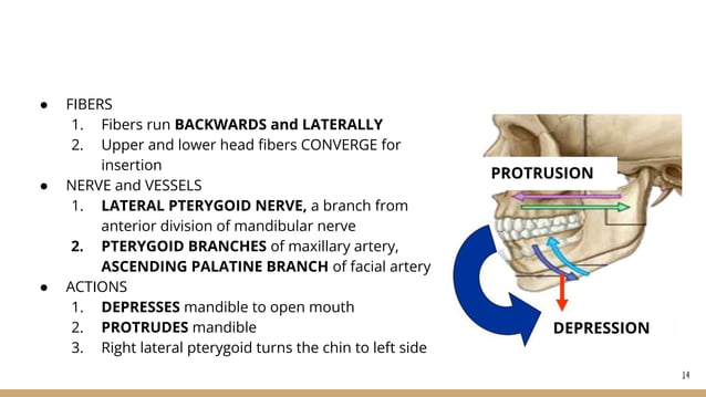Primary and Accessory Muscles of Mastication | PDF