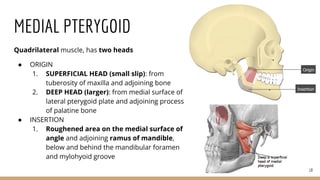 Primary and Accessory Muscles of Mastication | PDF