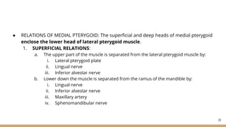 Primary and Accessory Muscles of Mastication | PDF