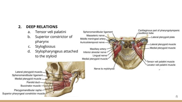 Primary and Accessory Muscles of Mastication | PDF