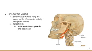 Primary and Accessory Muscles of Mastication | PDF