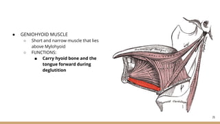 Primary and Accessory Muscles of Mastication | PDF