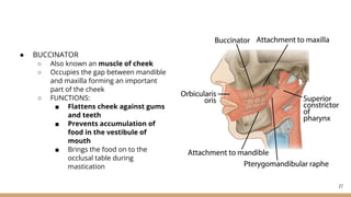 Primary and Accessory Muscles of Mastication | PDF