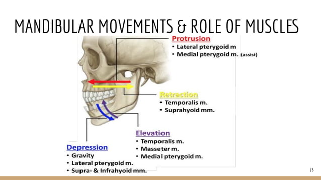Primary and Accessory Muscles of Mastication | PDF