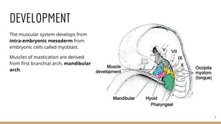 Primary and Accessory Muscles of Mastication | PDF